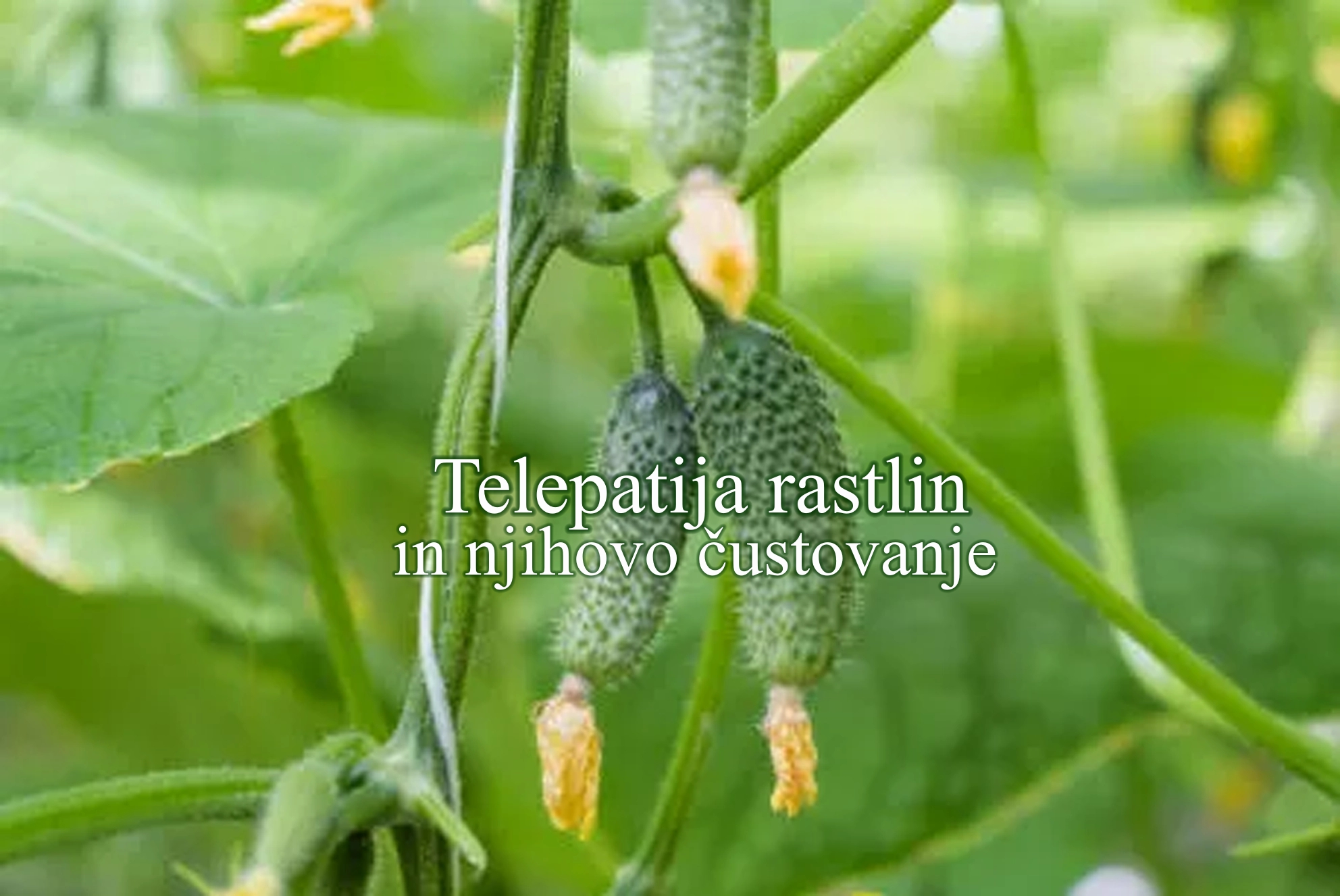 Telepatija rastlin